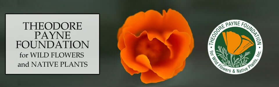 Green Splendor Landscaping, Pasadena, CA