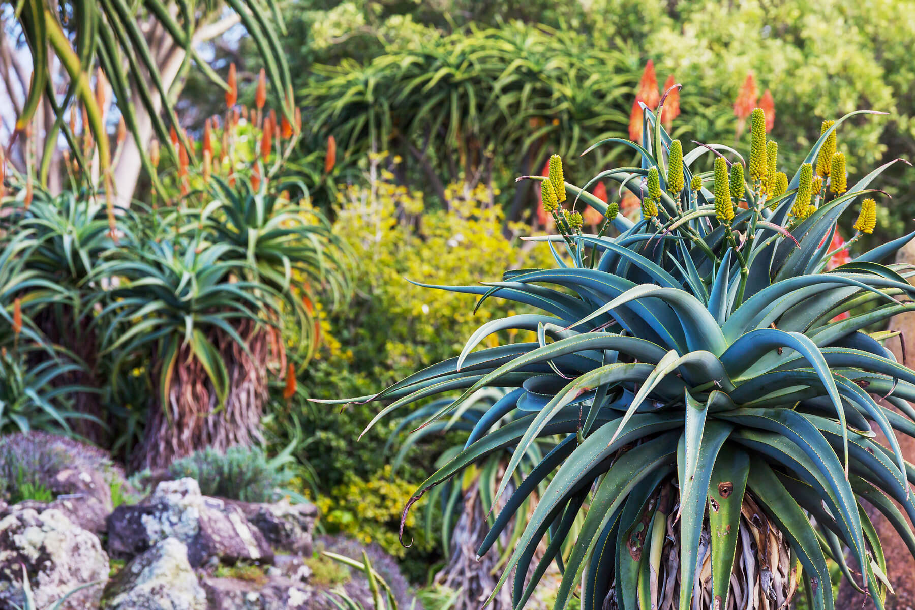 Green Splendor Landscaping | Pasadena Landscape Design & Landscaping ...